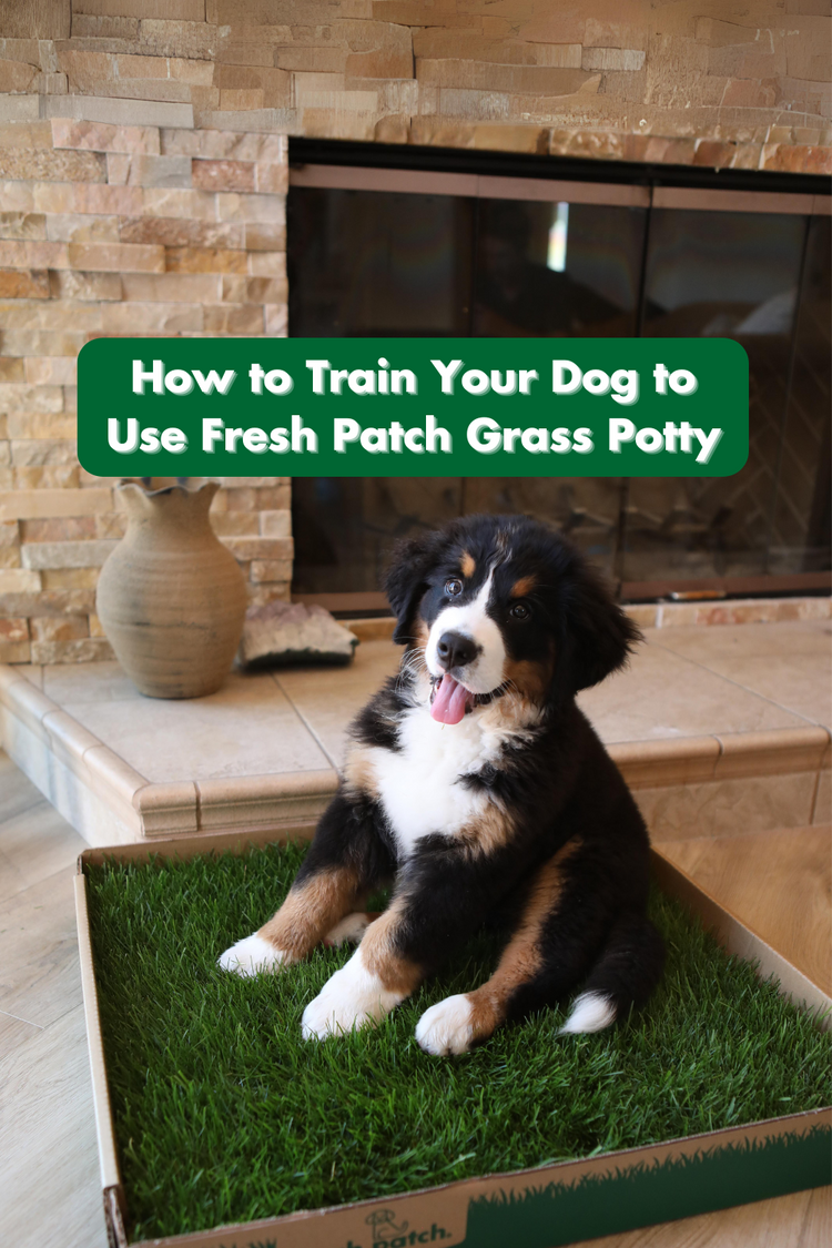 How to Train Your Dog To Use Fresh Patch