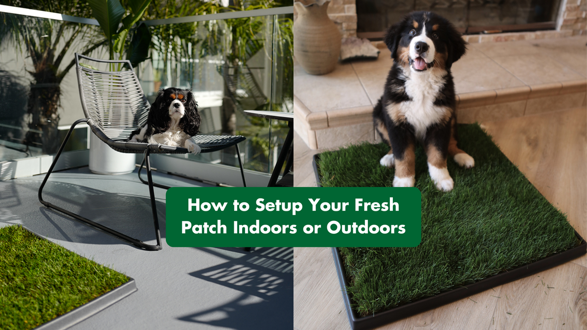 Tips for potty training a puppy - Fresh Patch doggie grass