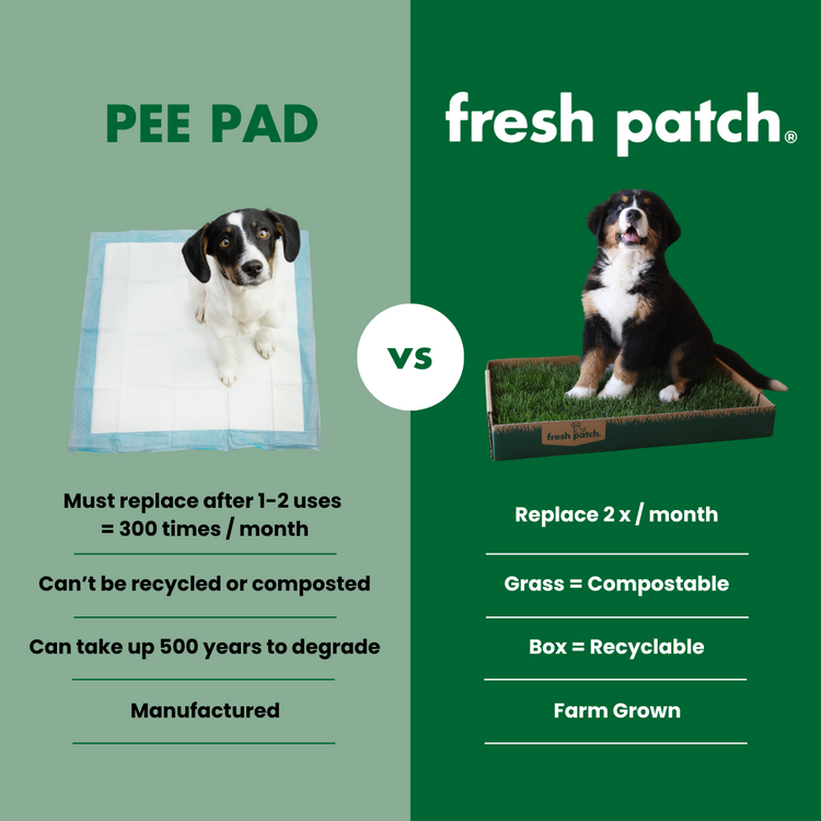 Dog Grass Potty VS Pee Pads – Fresh Patch