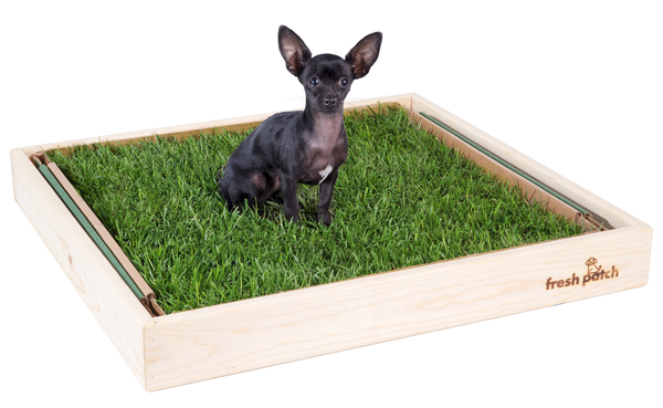 Fresh Patch - Doggie Grass,Trays and Sleeves - Featured Collections
