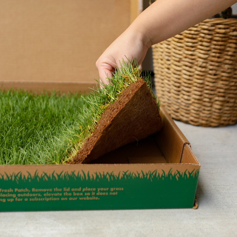 The Fresh Patch Standard - 16" x 24" Apartment Dog Grass (Real Grass)