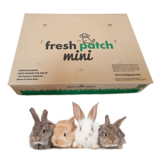 The Fresh Patch Rabbit Patch - Farm Fresh Grass Pad (Mini)