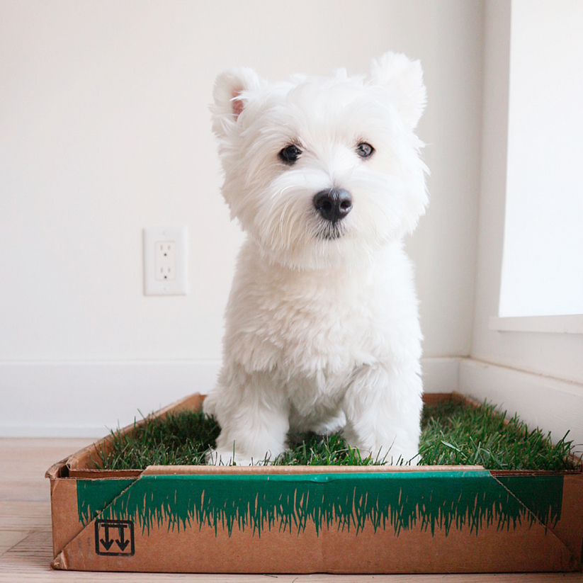 The Fresh Patch Standard - 16" x 24" Apartment Dog Grass (Real Grass)